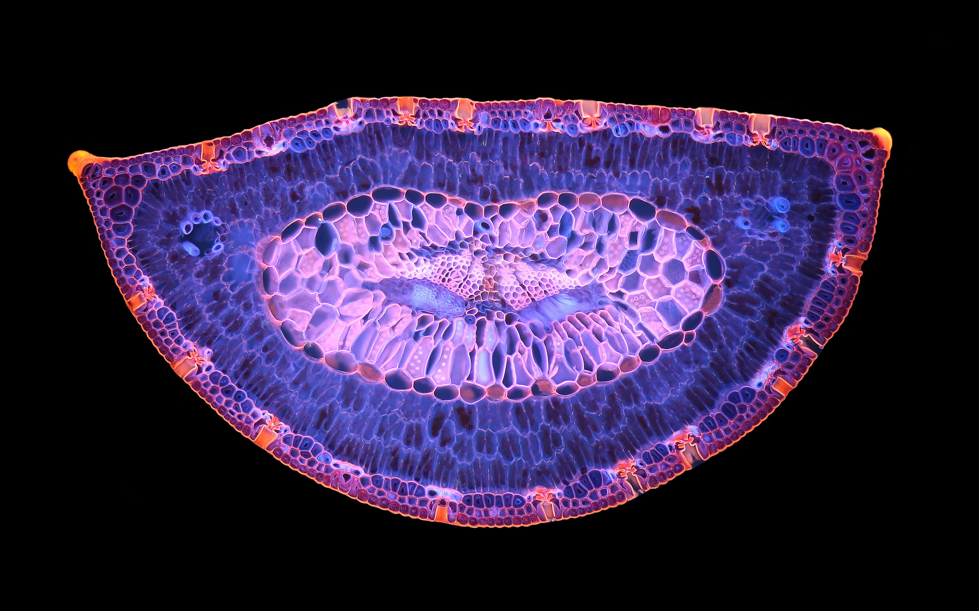 Maritime pine leaf | Nikon Small World