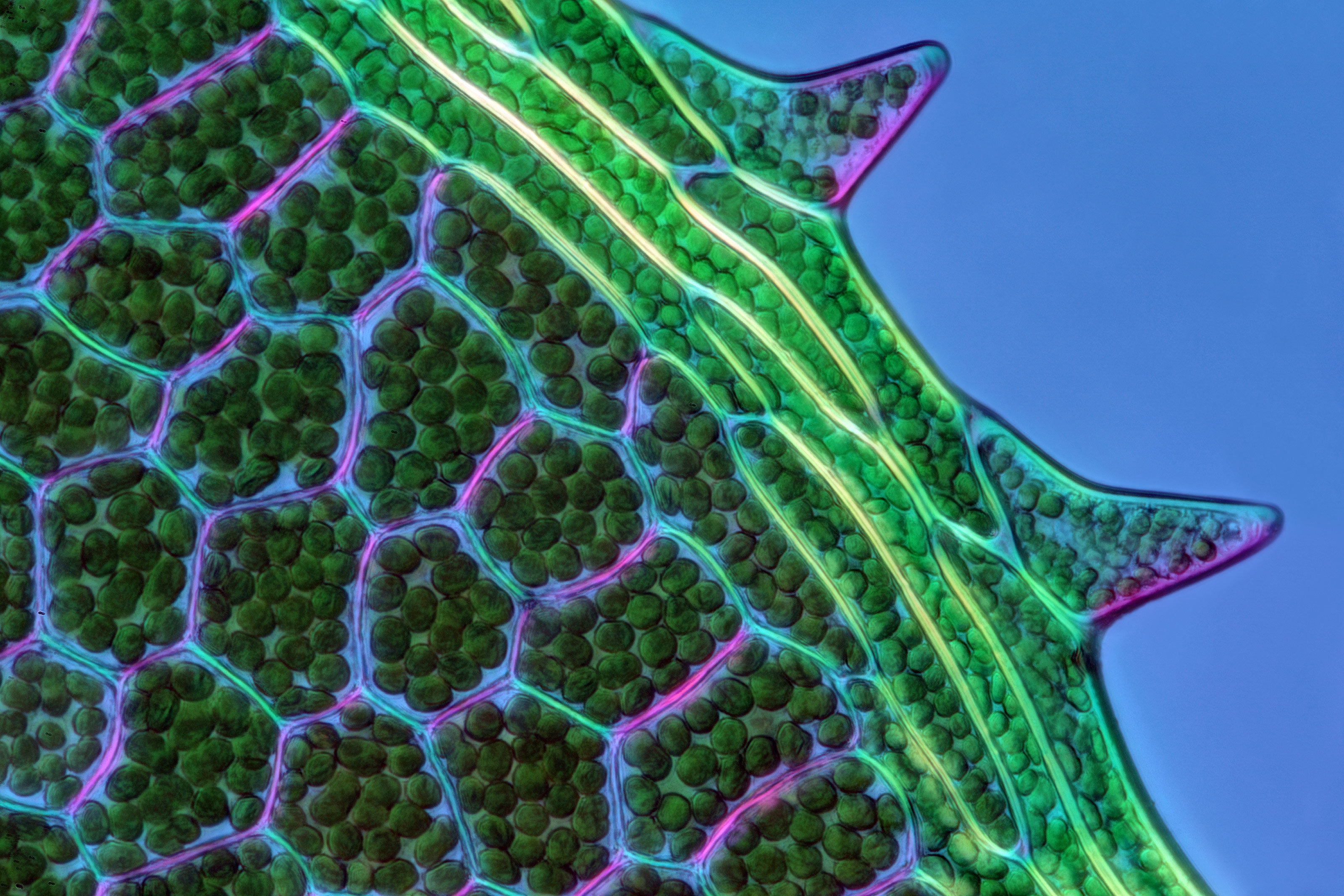 Mnium (Bryophyte) leaf | Nikon Small World
