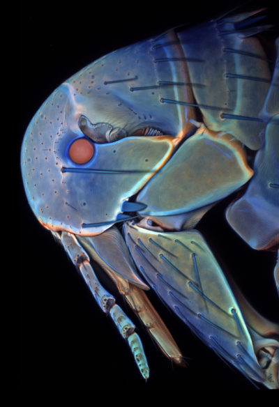 Hedgehog flea | Nikon Small World