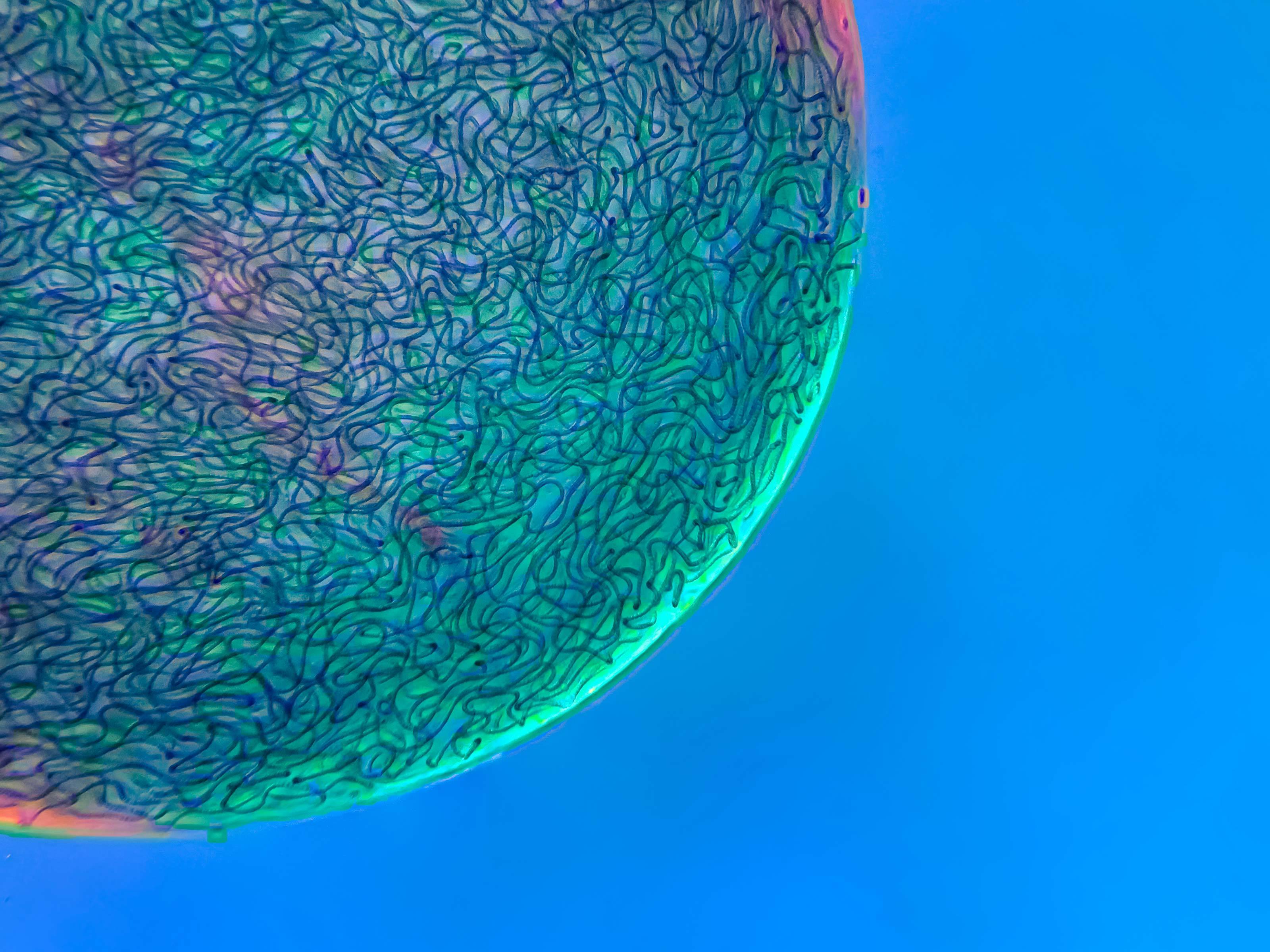 Filamentous strands of Nostoc cyanobacteria captured inside a ...