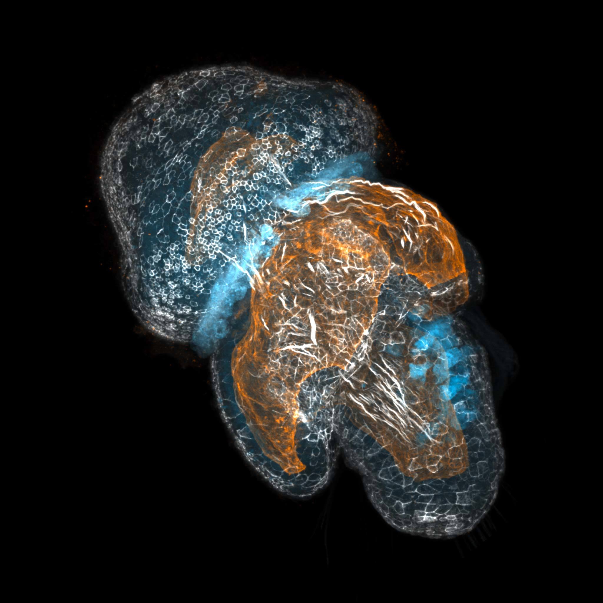 The trilobed larva of a brachiopod (Terebratalia transversa) | Nikon ...