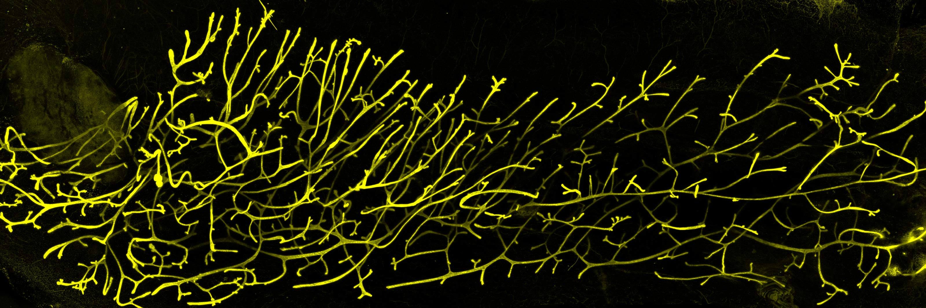 Mouse mammary gland ductal tree | Nikon Small World
