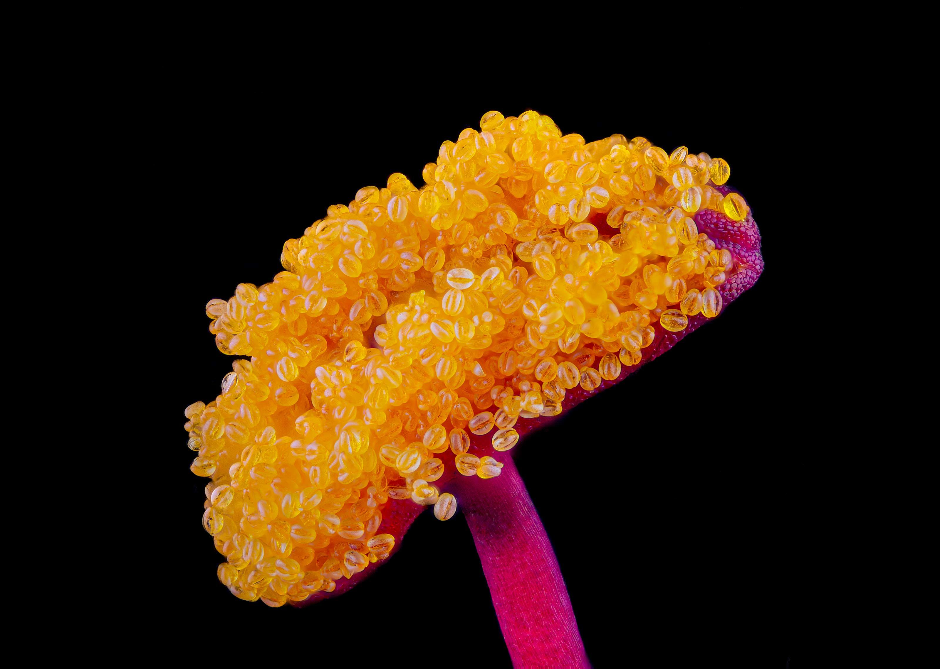 Anther and pollen grains of a bird of paradise shrub | Nikon Small World