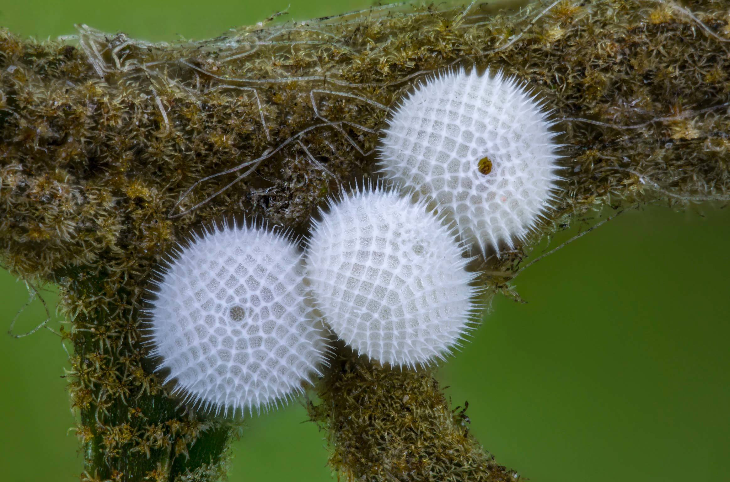 Butterfly eggs | Nikon Small World