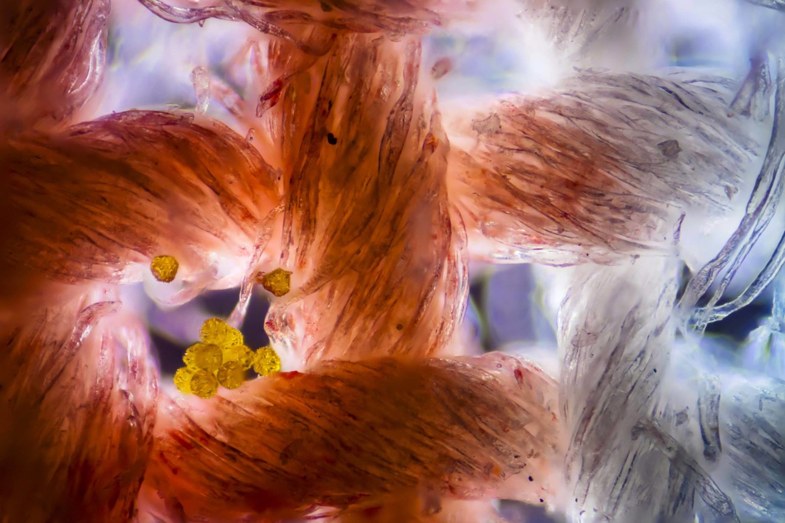 Cotton fabric with pollen grains | Nikon Small World