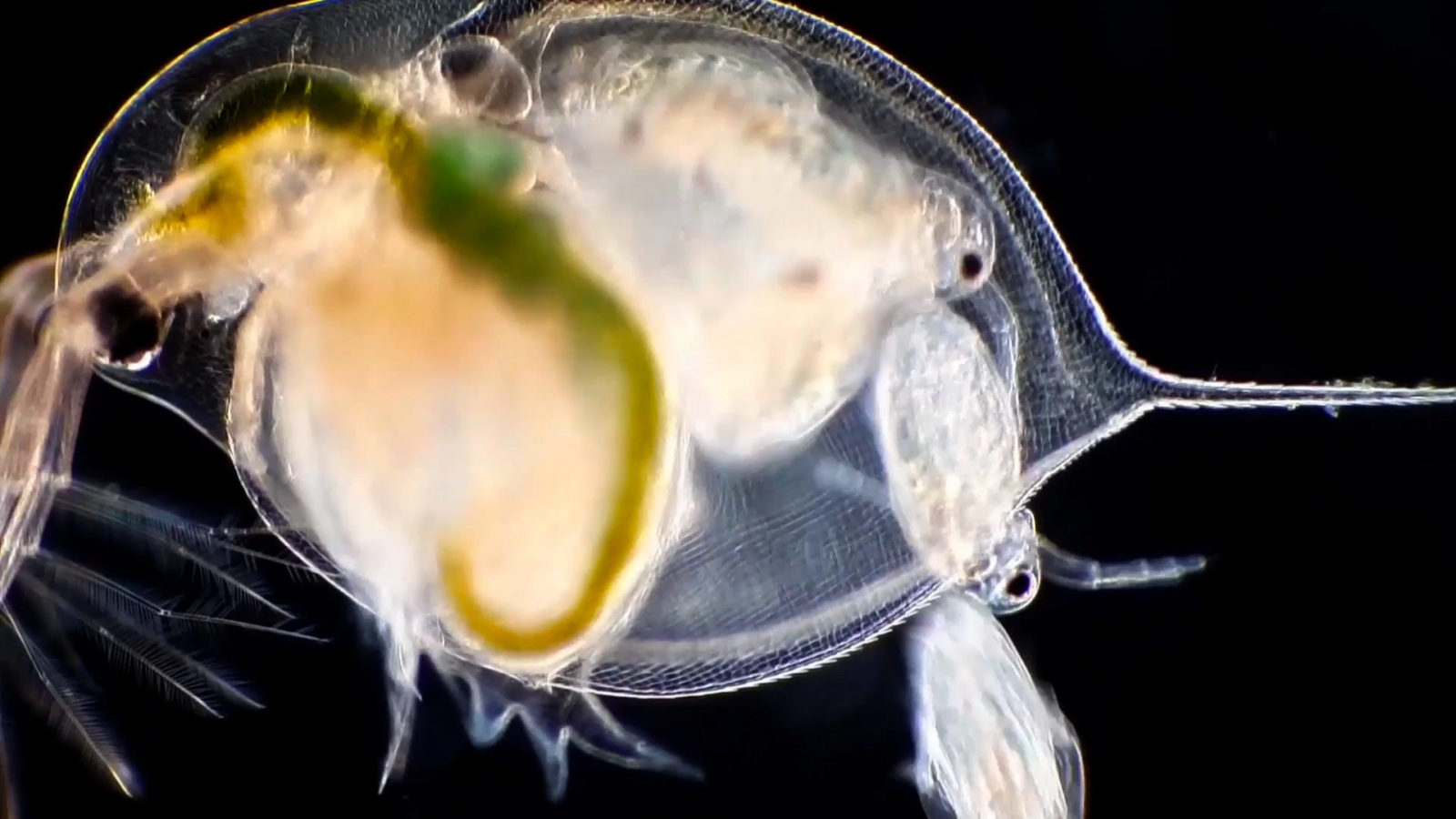 Water flea (Daphnia pulex) giving birth to cubs | Nikon Small World