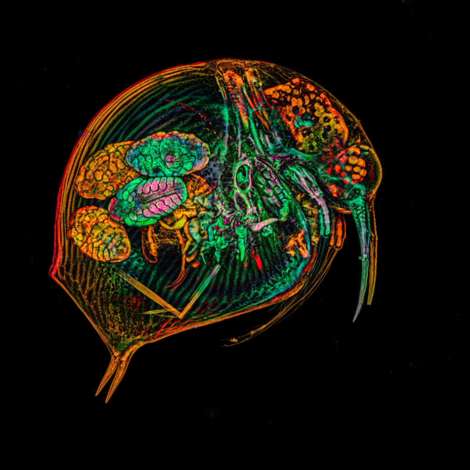 A freshwater crustacean (Bosmina sp.) | Nikon Small World