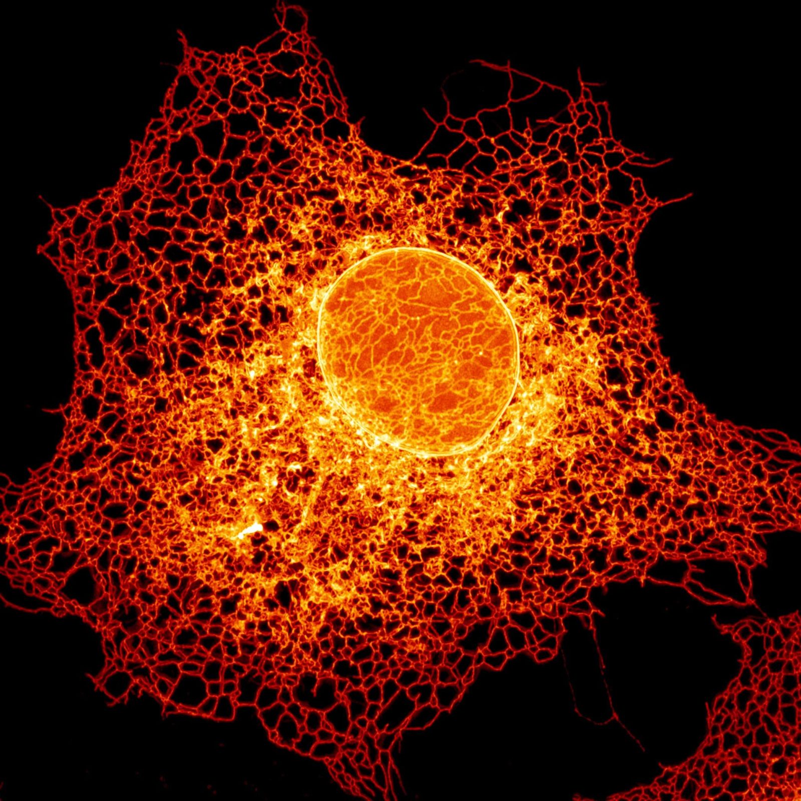 Endoplasmic reticulum in a cultured animal cell | Nikon Small World