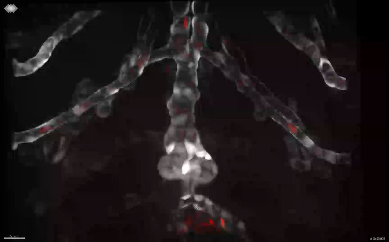 3-day old zebrafish showing the beating heart, aorta, and connecting ...