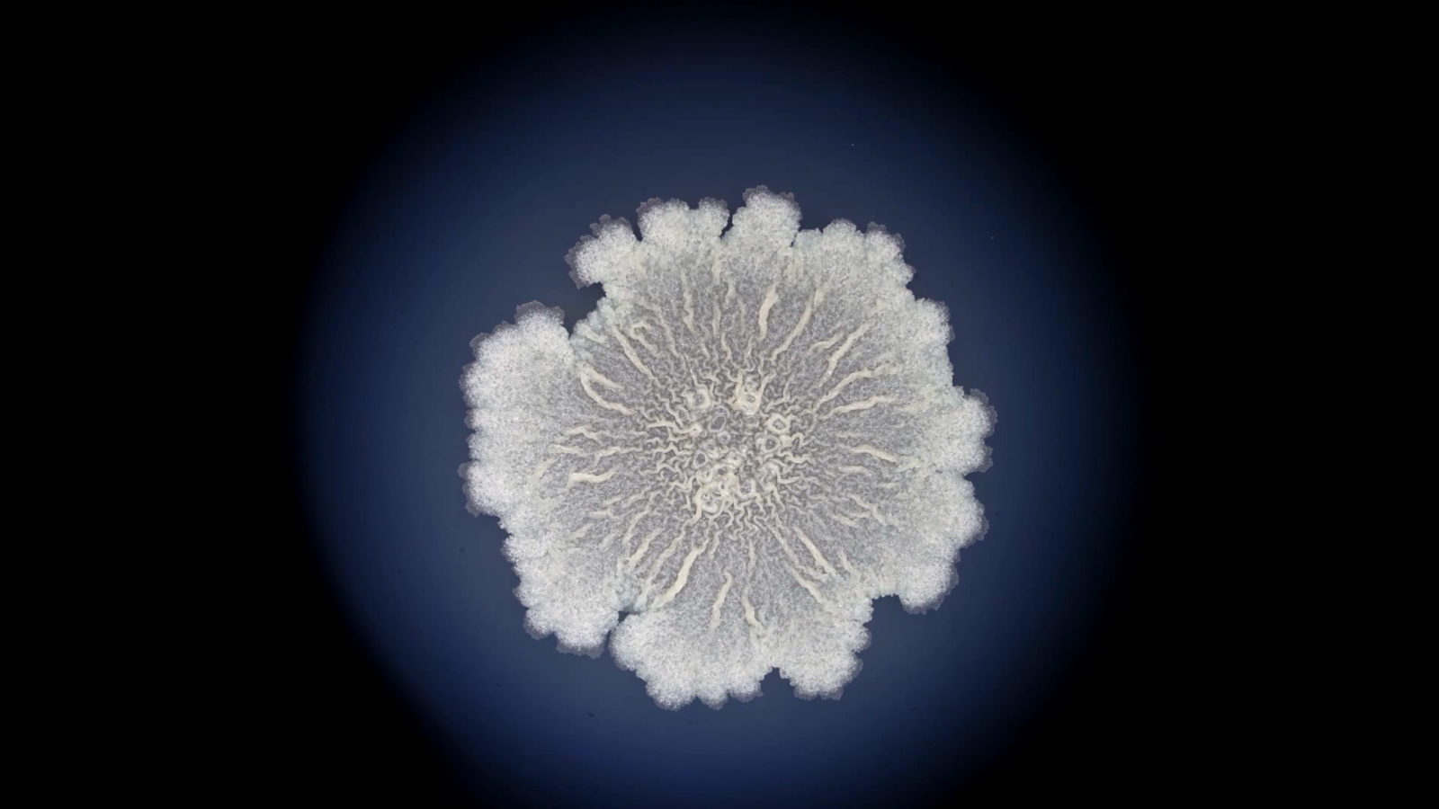 Time-lapse of Bacillus subtilis biofilm growth and development | Nikon ...