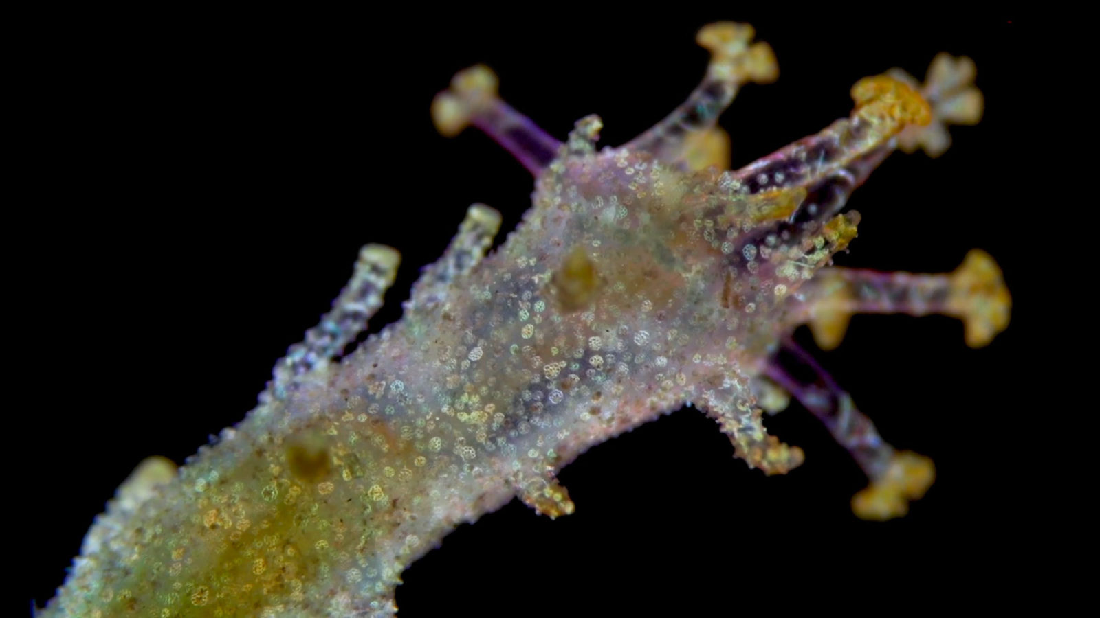 Sea cucumber | Nikon Small World