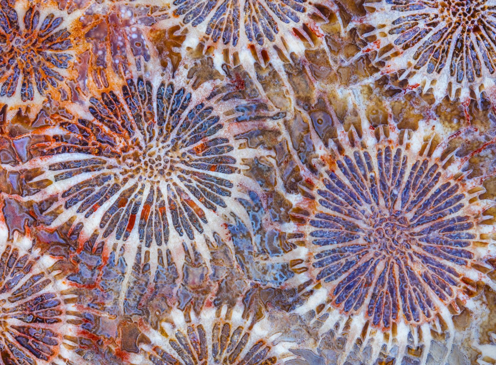 Red fossil coral | Nikon Small World