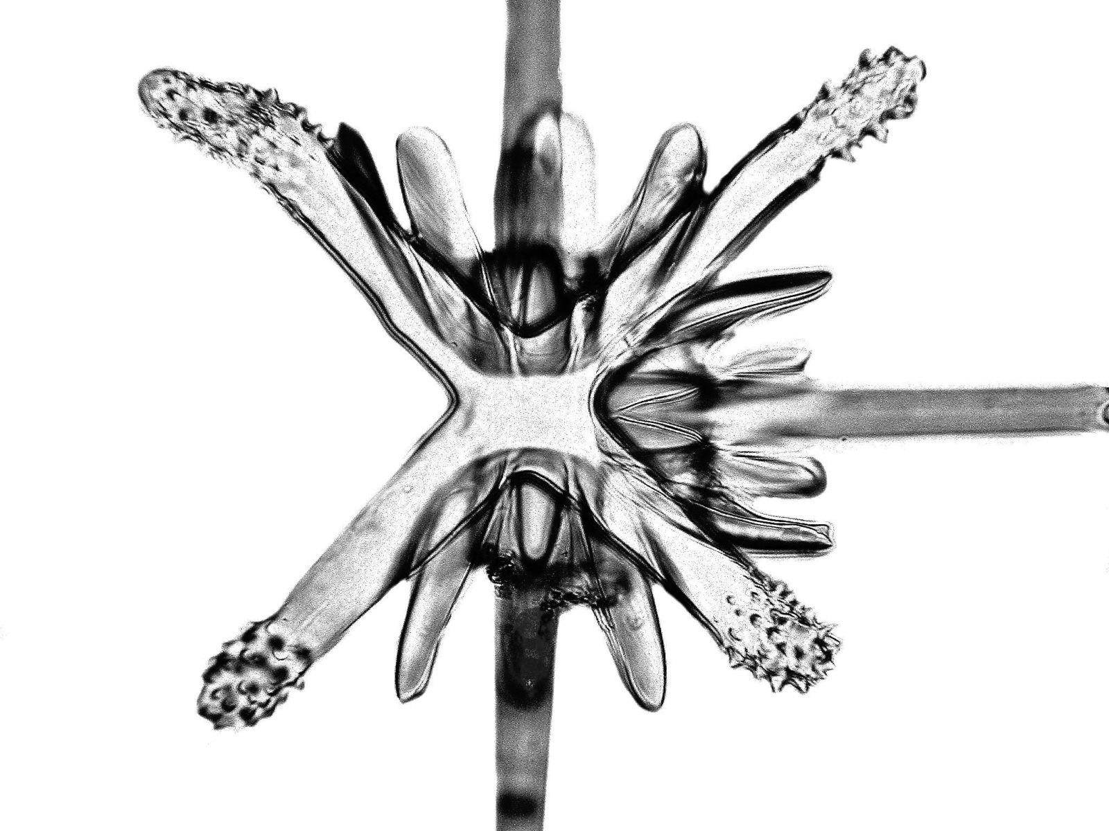 Skeletal structure (spicule) of a glass sponge | Nikon Small World