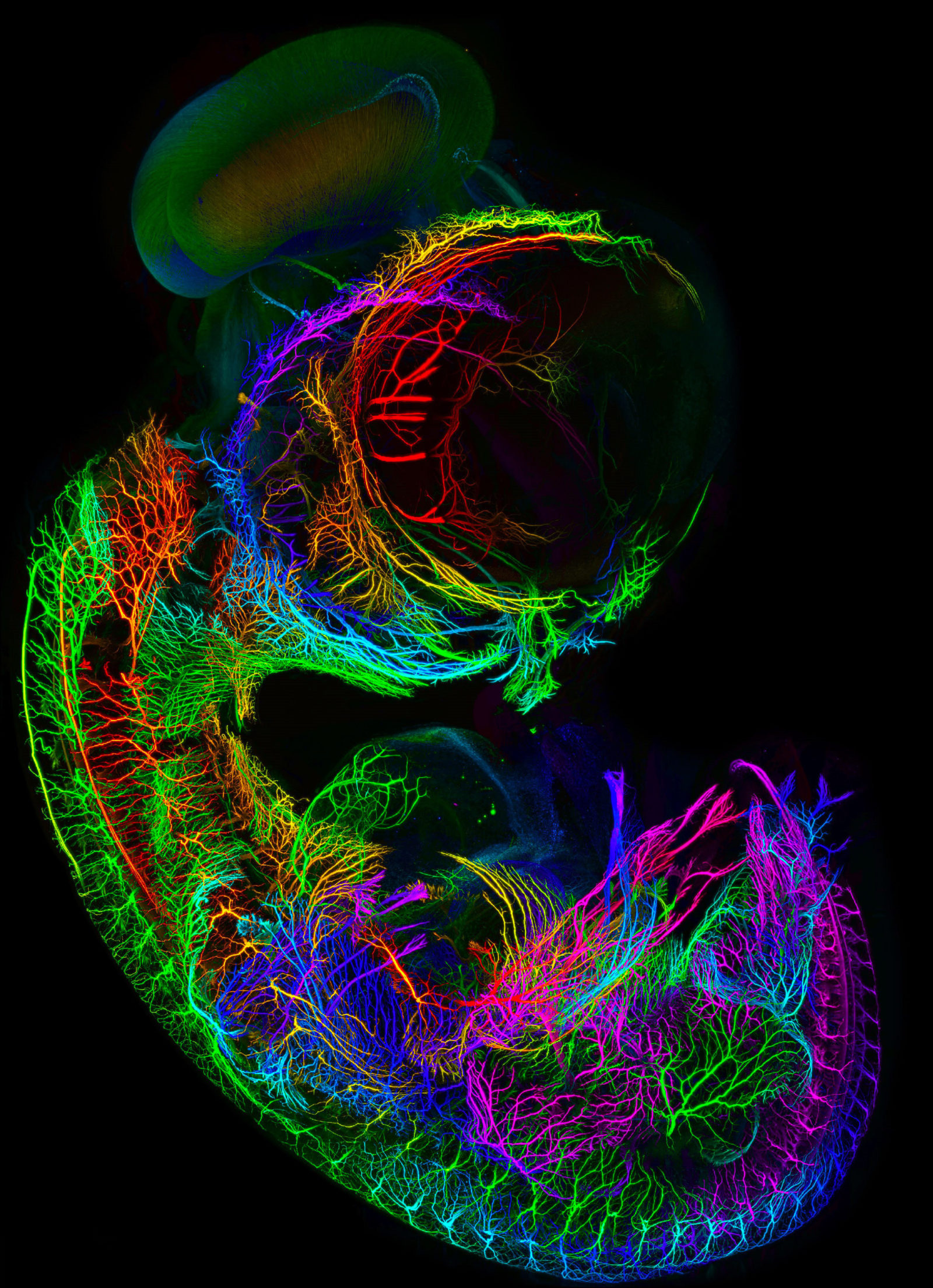 Nervous system of a 7-day old chicken embryo | Nikon Small World
