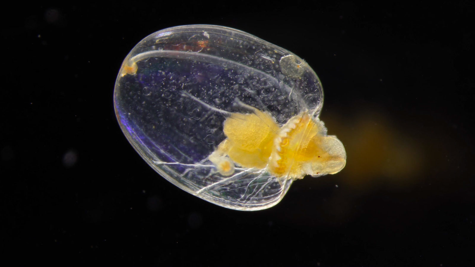 Pelagosphaera larva of sipunculid worms | Nikon Small World