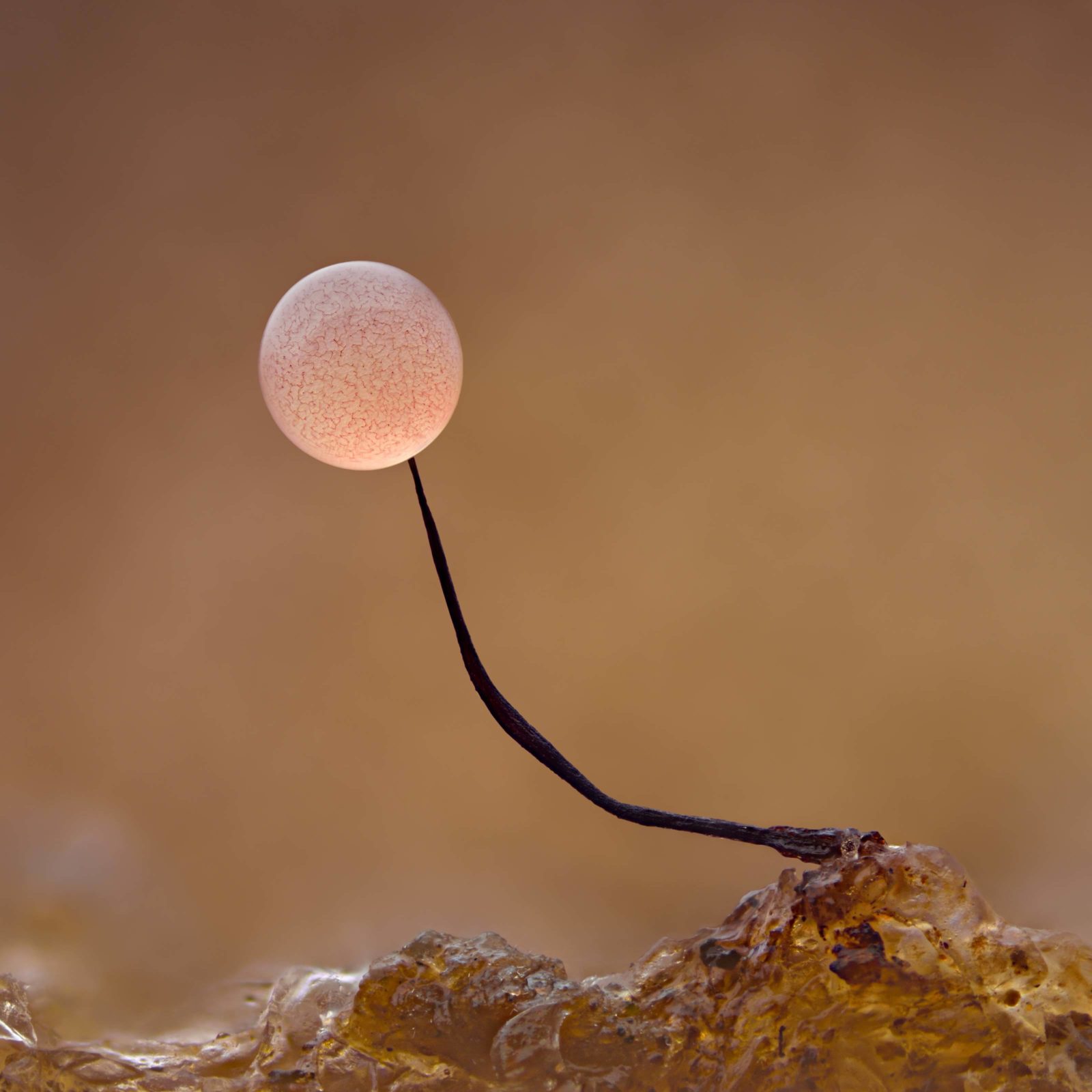 Выборочные микрофотографии конкурса Nikon Small World 2021 | ВКонтакте