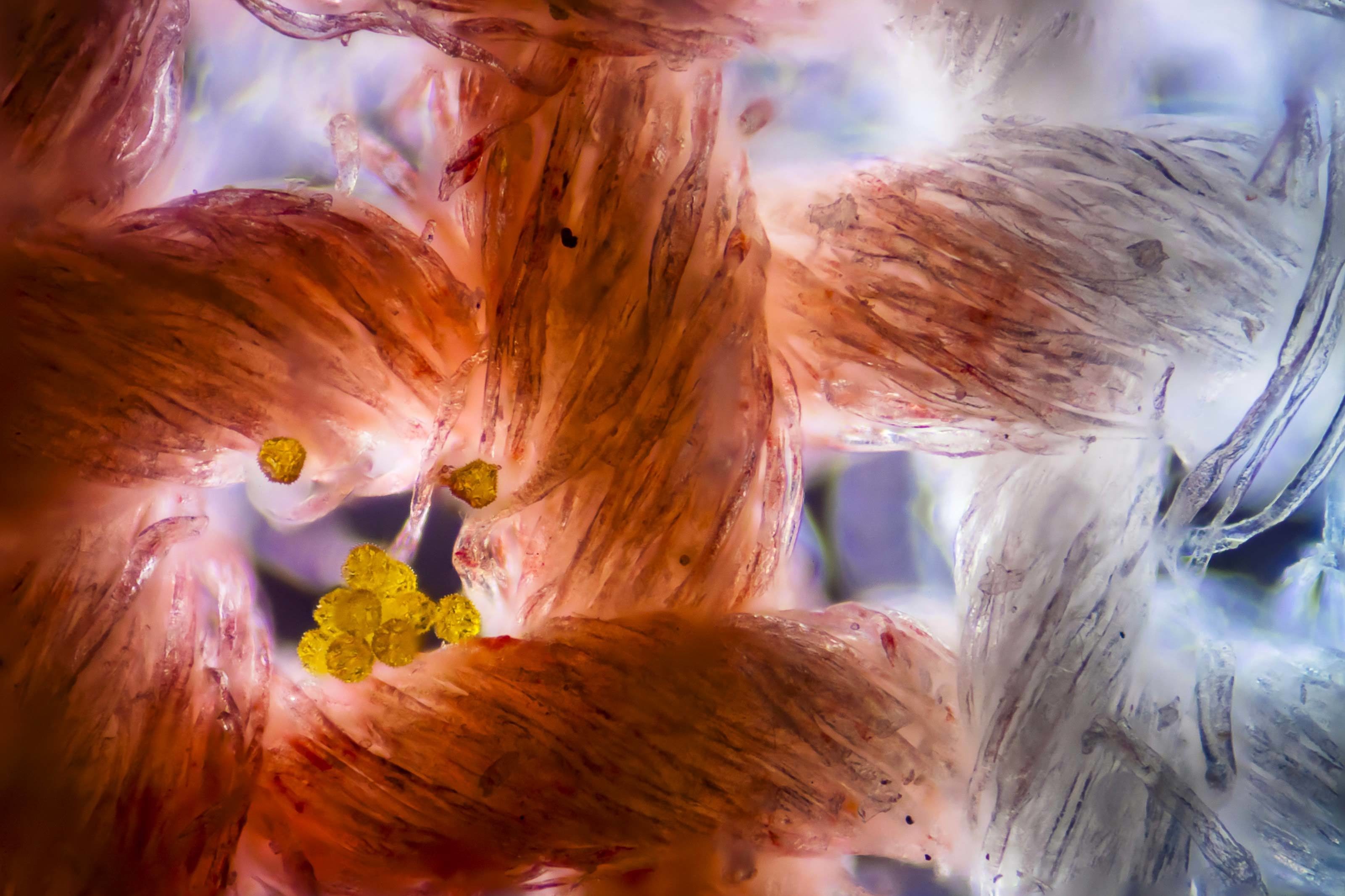 Cotton fabric with pollen grains | Nikon Small World