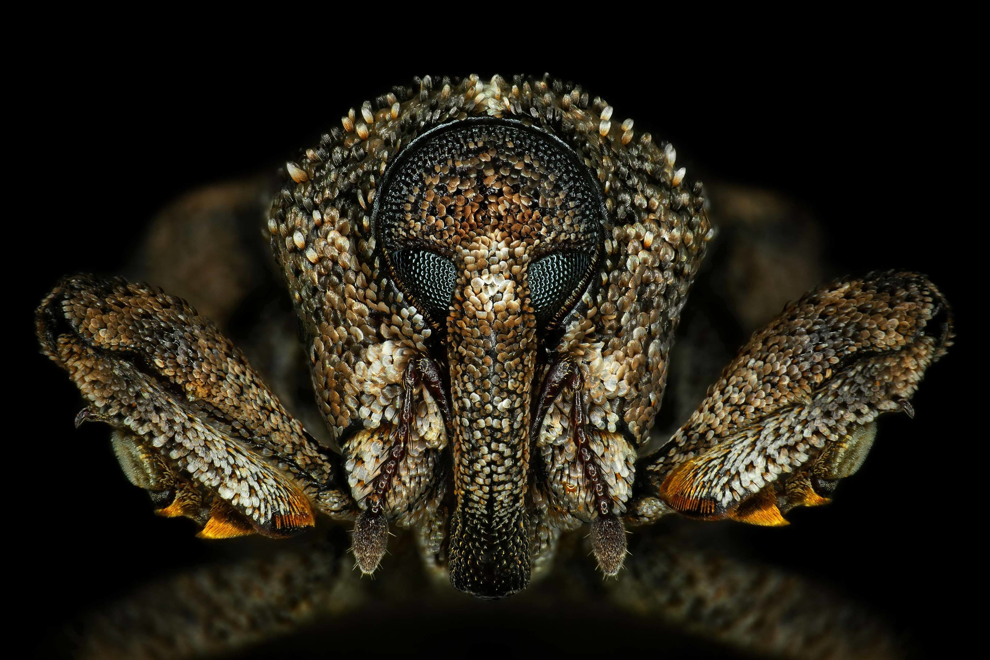 Mango seed weevil (Sternochetus mangiferae) | Nikon Small World