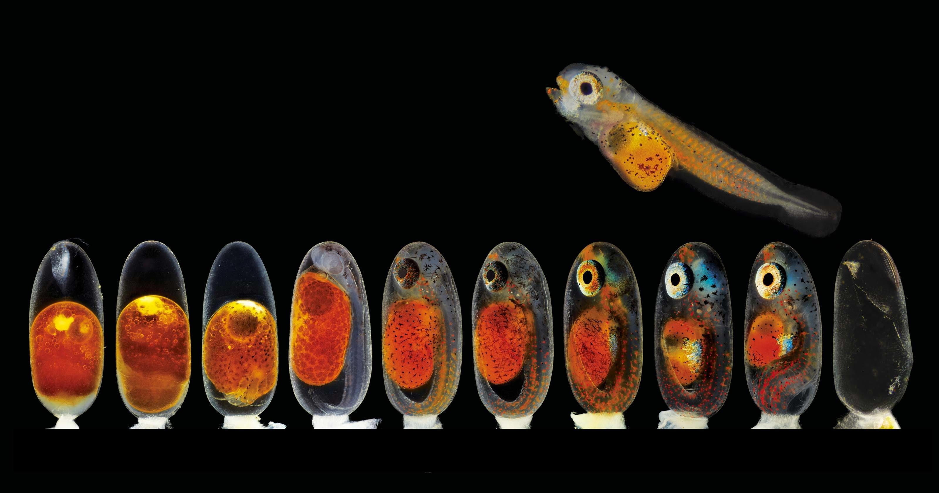 Clownfish embryos in several developmental stages | Nikon Small World