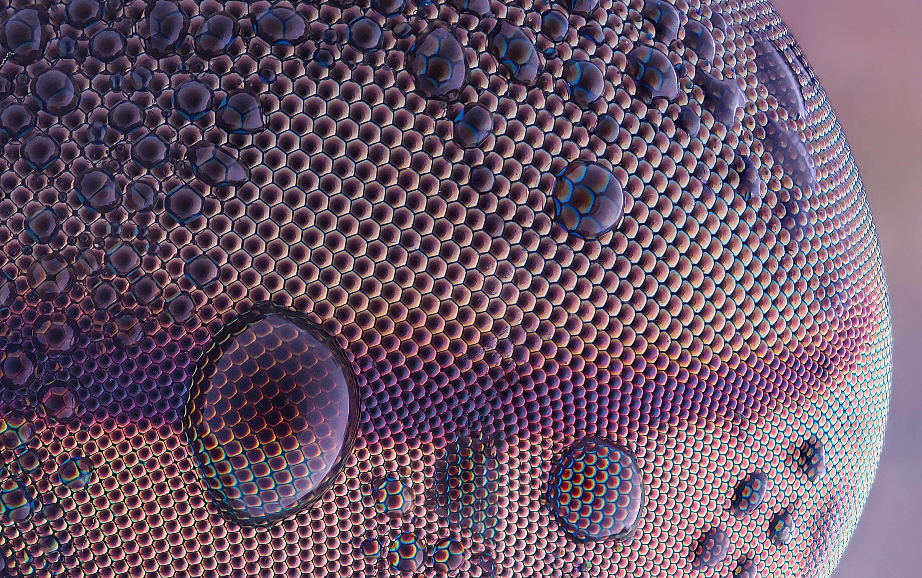 Eye of a horsefly (Tabanus sudeticus) | Nikon Small World