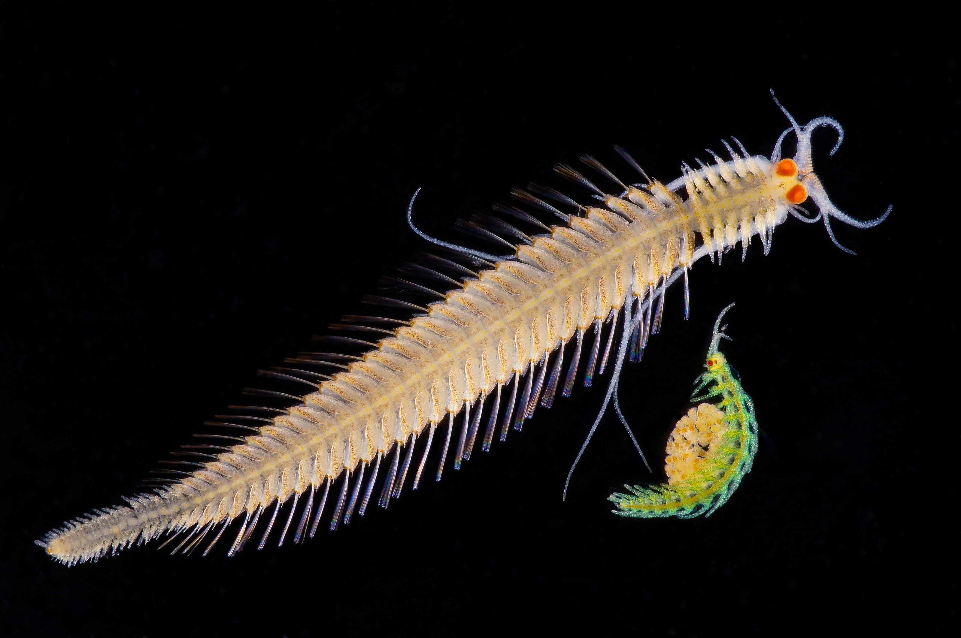 Small female Polychaete worm with brood pouch and male worm | Nikon ...