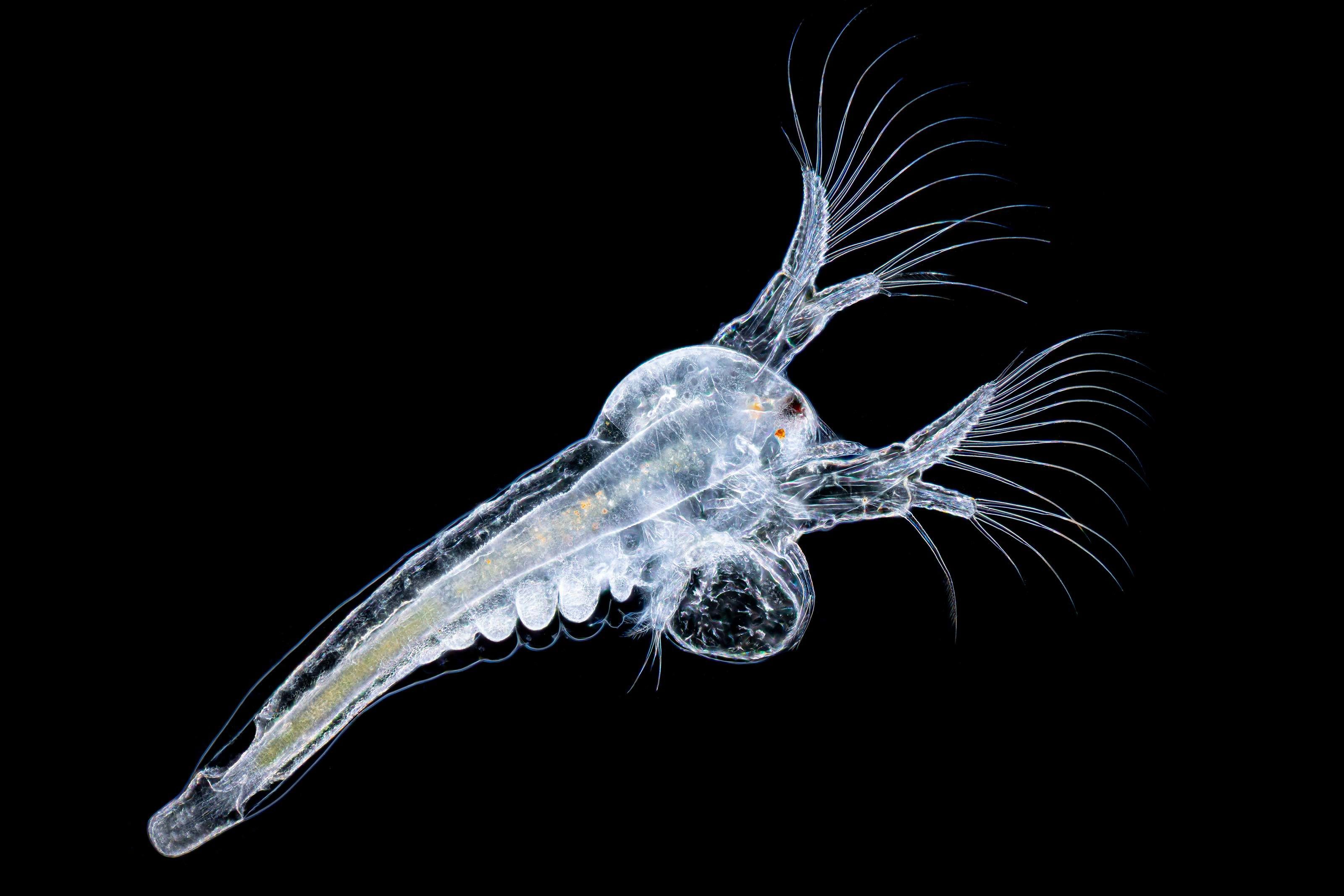 Four day old brine shrimp | Nikon Small World