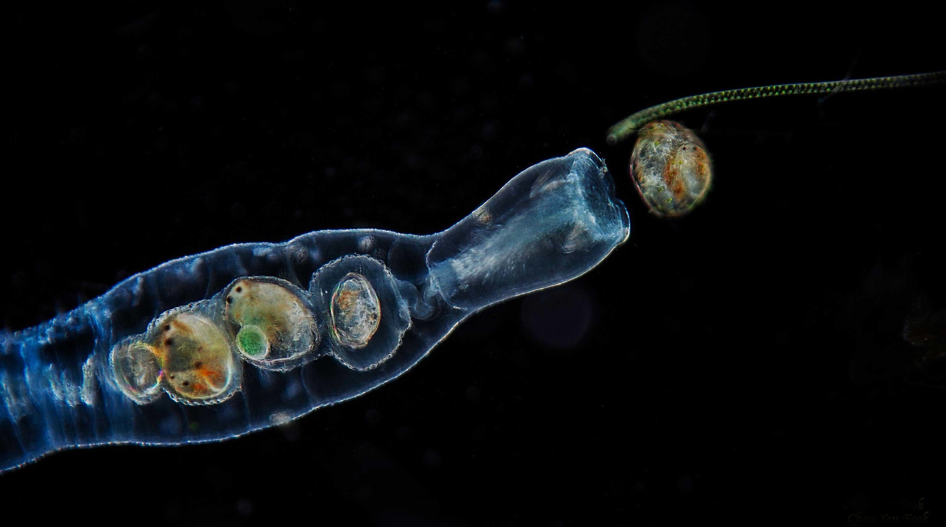 Oligochaete worm feeding on a water flea | Nikon Small World