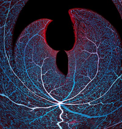 Vasculature of a mouse retina | Nikon Small World