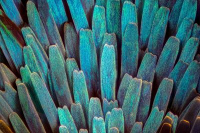 Wing scales of a moth (Milionia basalis) | Nikon Small World