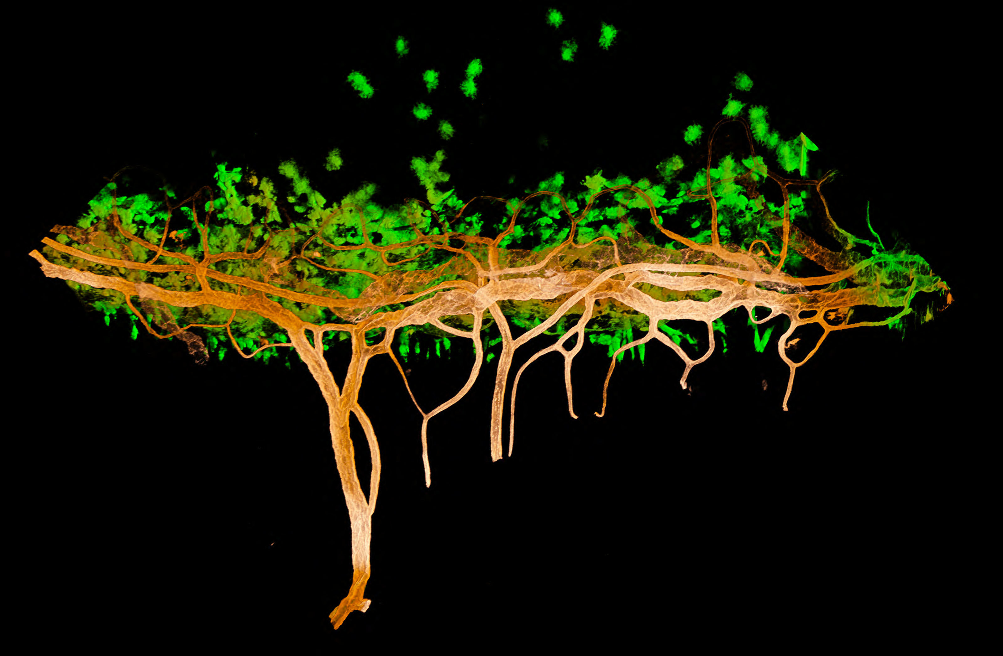Mouse cornea vasculature | Nikon Small World