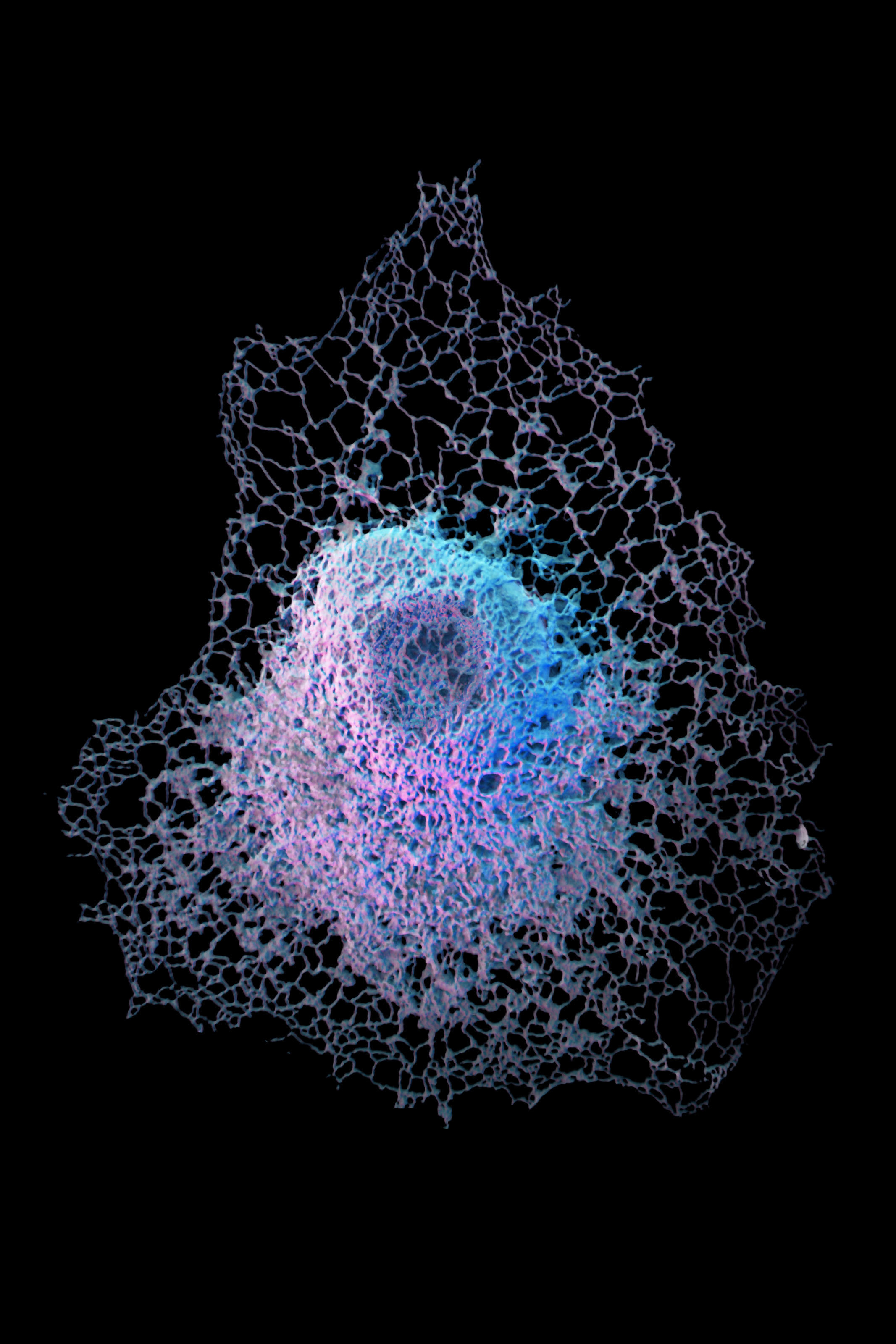 3D rendering of the endoplasmic reticulum in a tissue culture cell ...