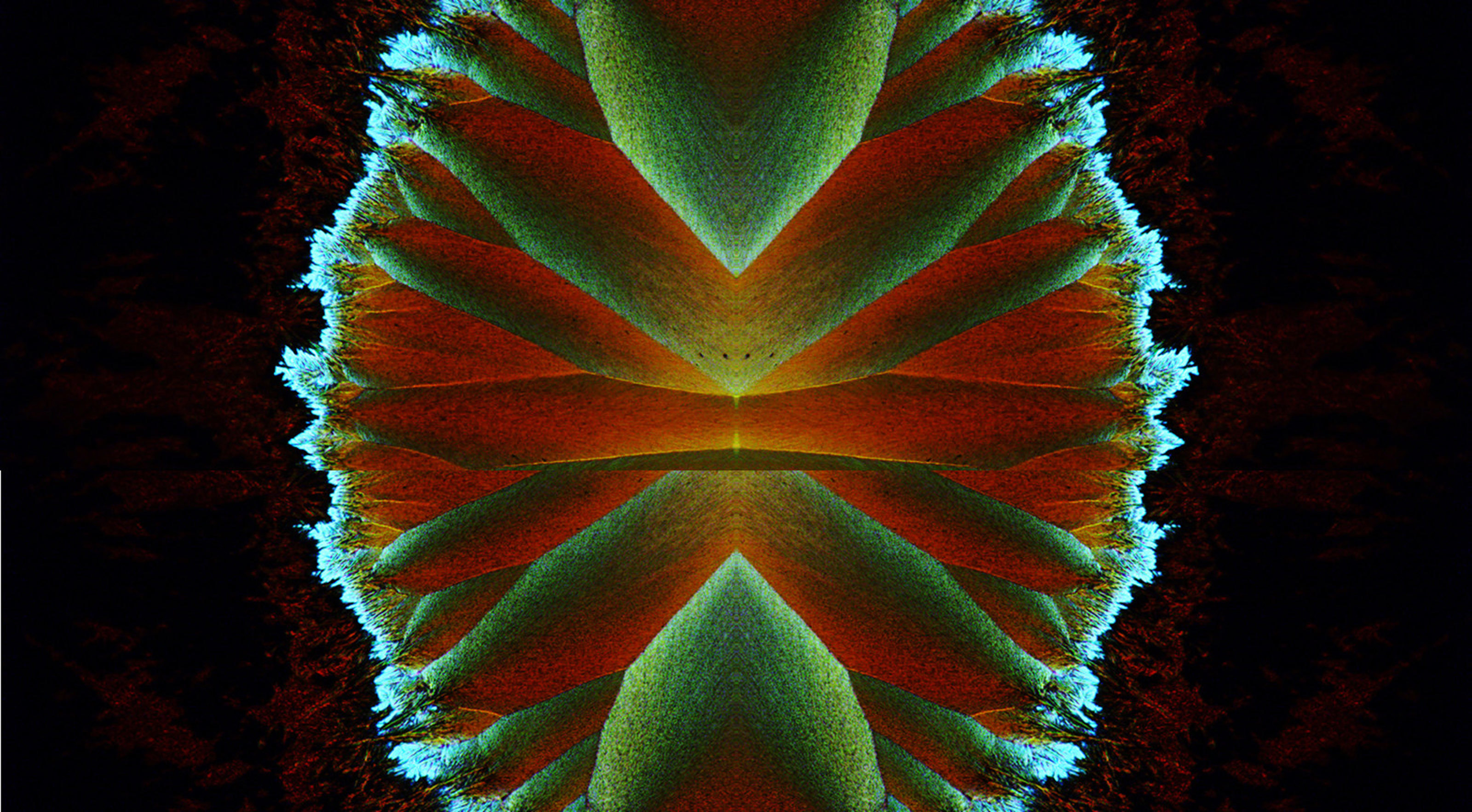 Spokes of amino acid | Nikon Small World