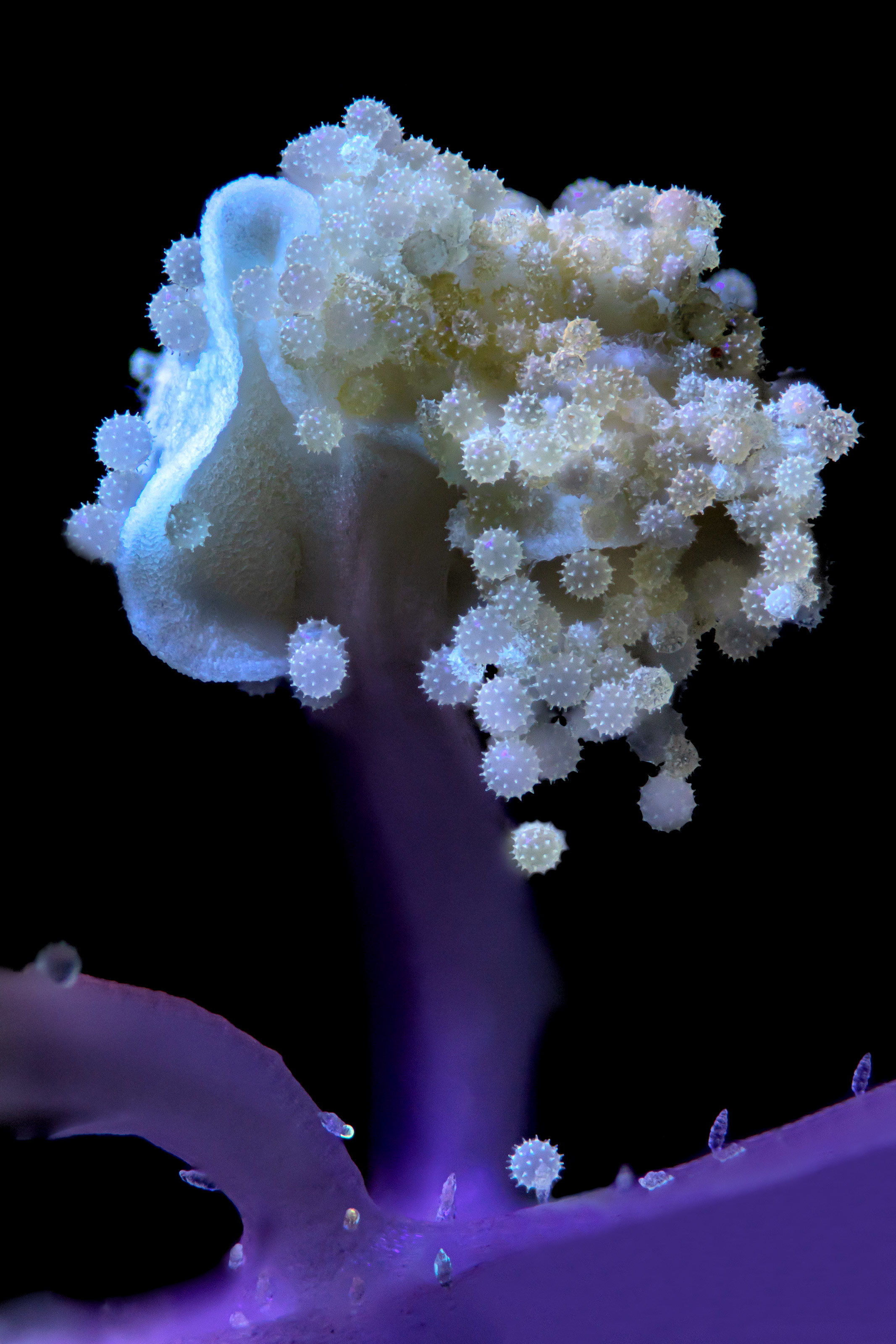 Hibiscus flower with pollen | Nikon Small World