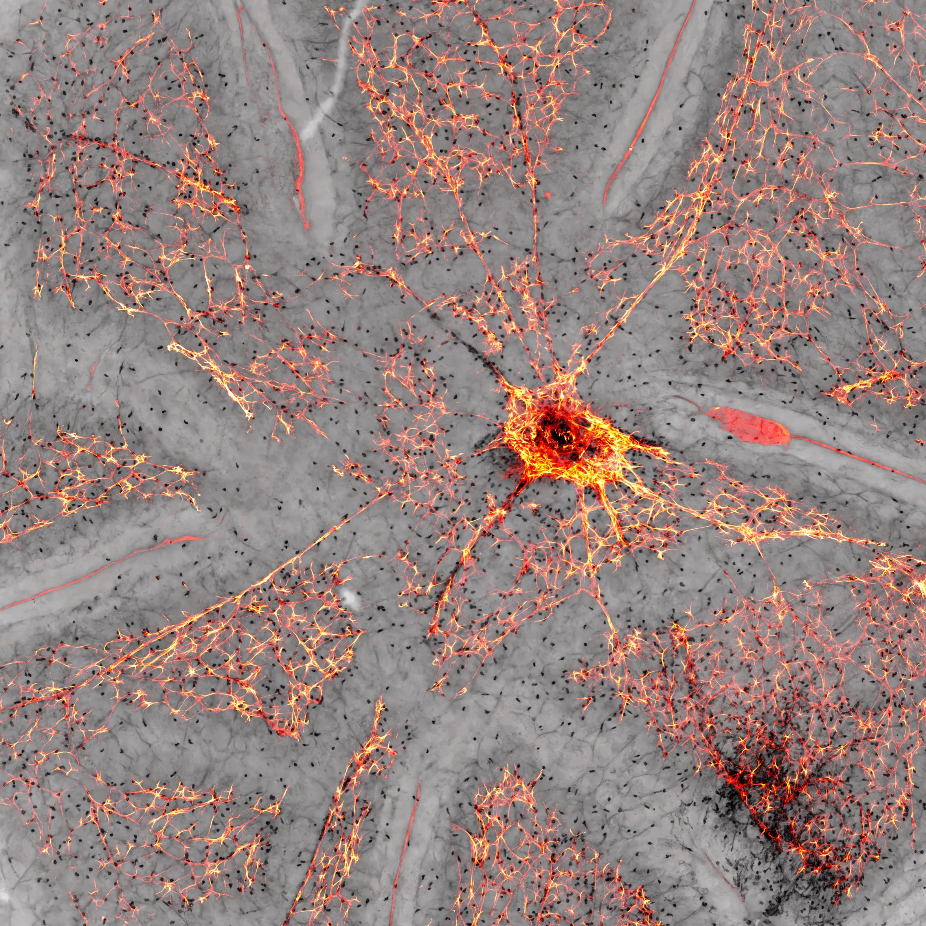 Mouse retina | Nikon Small World