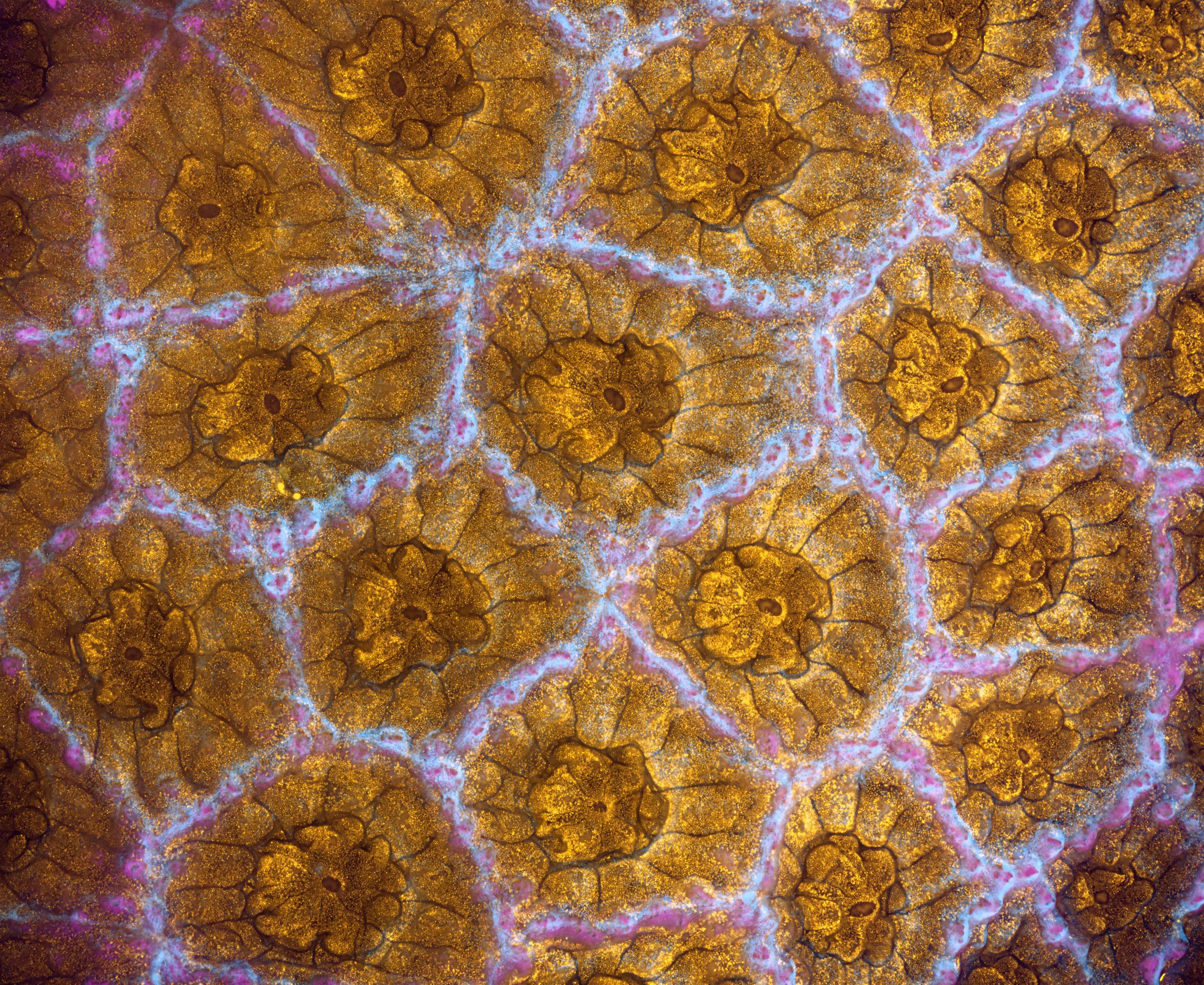 Living polyps of a reef-building lobe coral | Nikon Small World