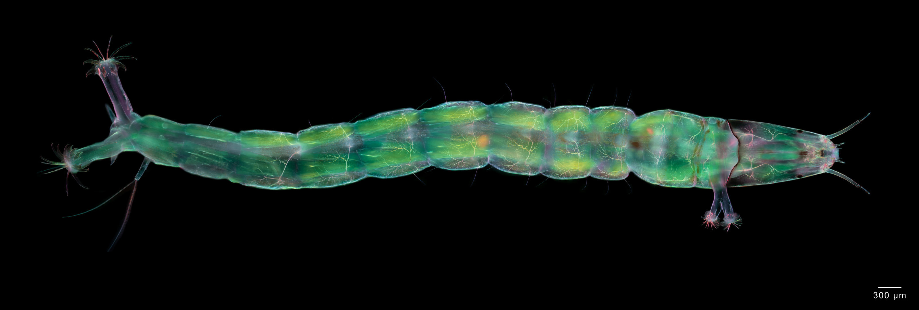 Midge fly larva | Nikon Small World