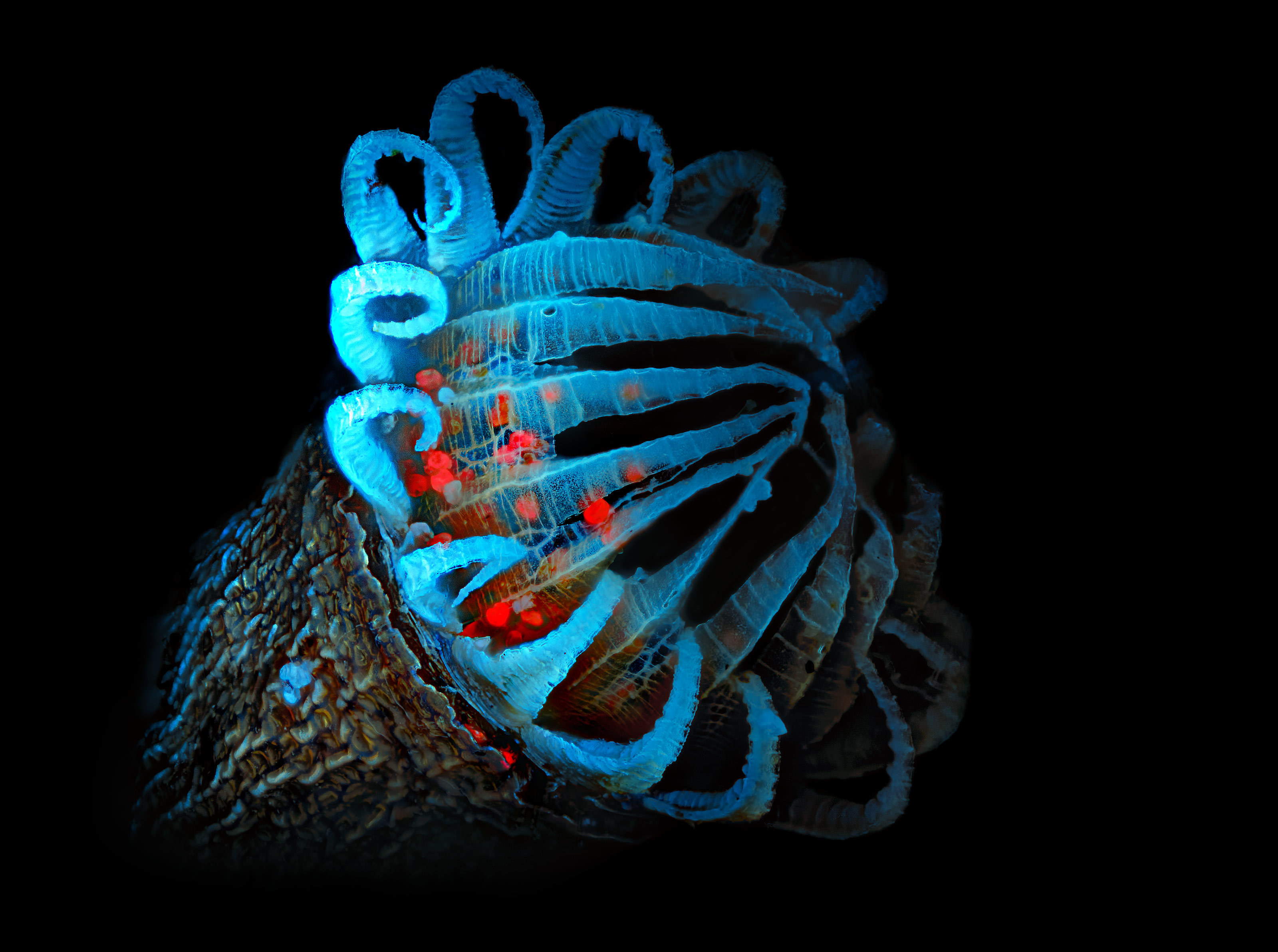 Moss spore capsule (sporangium) | Nikon Small World