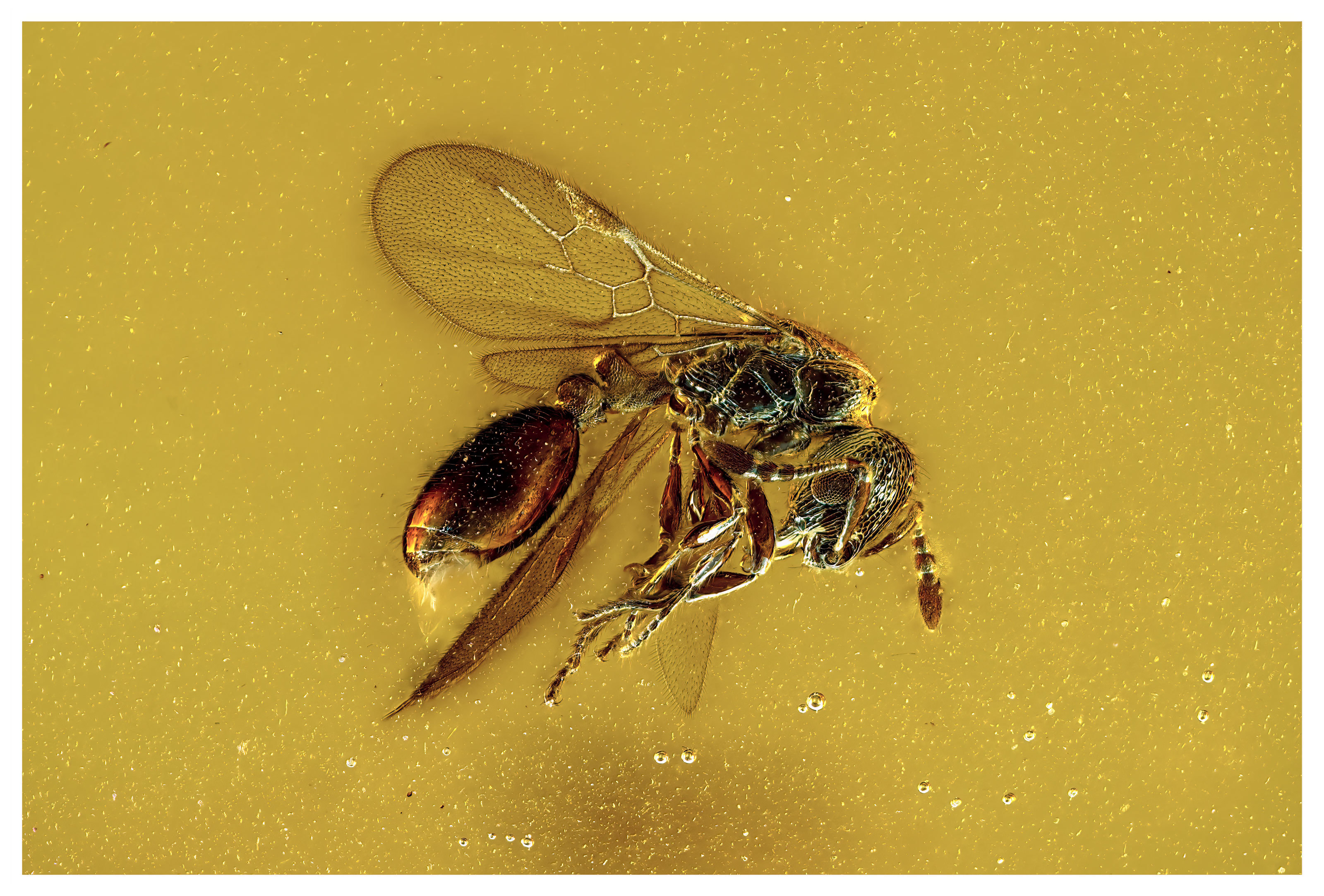 Winged ant encased in approximately 20 million-year-old Dominican amber | Nikon Small World