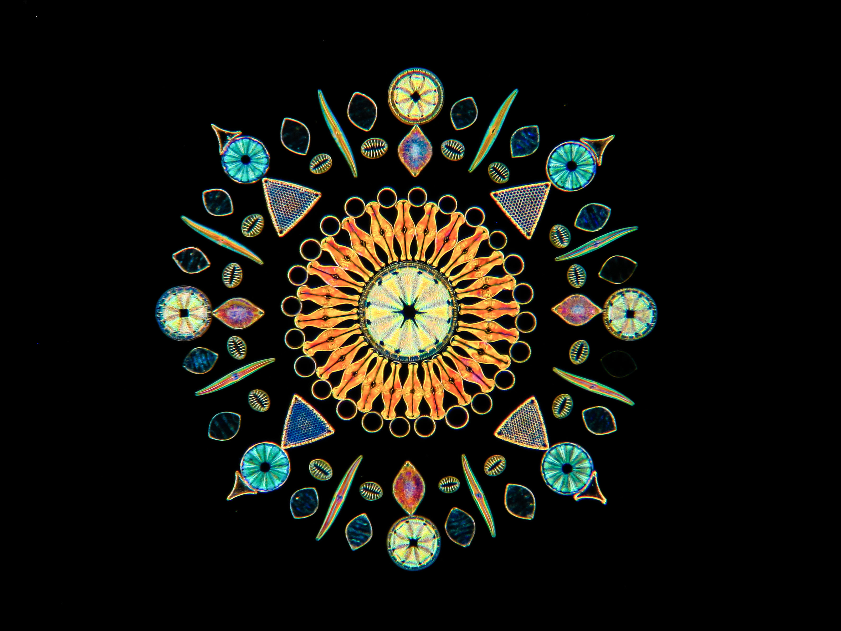 Diatoms arranged in an exhibition rosette | Nikon Small World