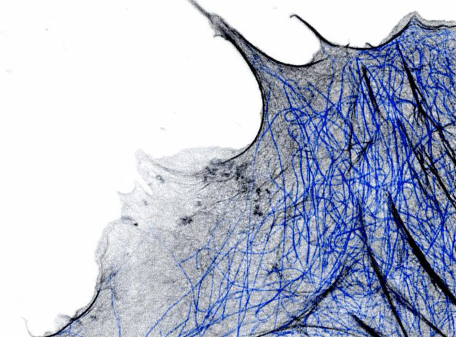 Cytoskeleton at the edge of a tissue culture cell | Nikon Small World