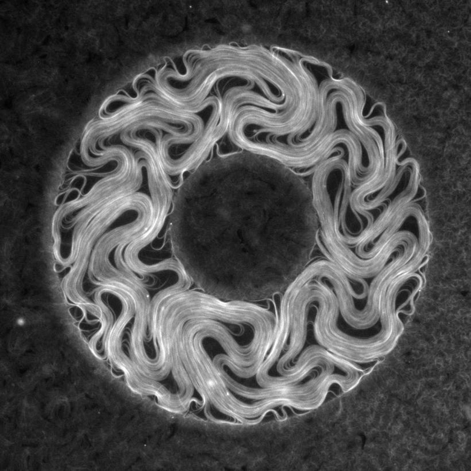 Photosensitive active nematic layer confined in an annular channel ...
