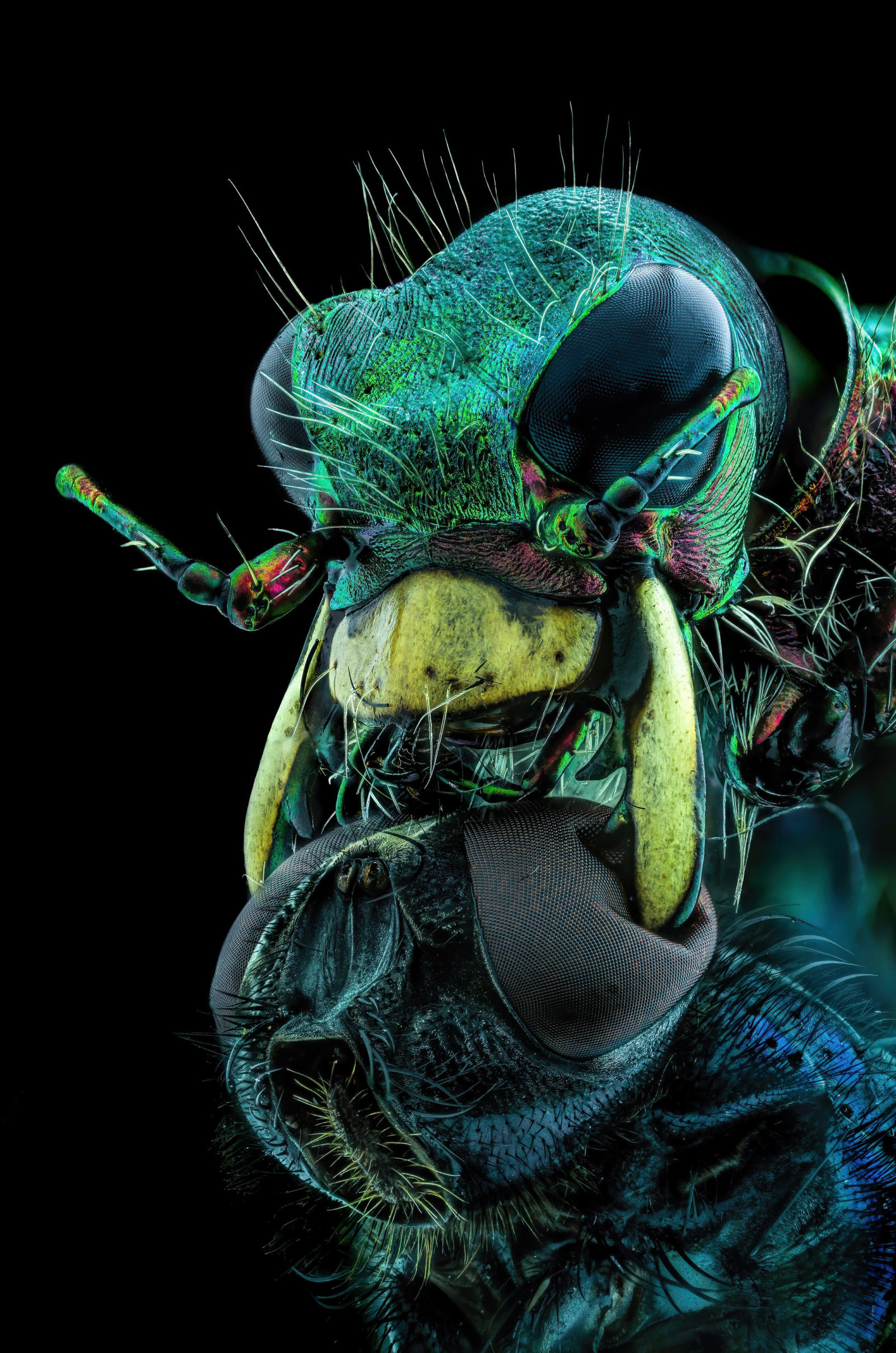 A fly under the chin of a tiger beetle | Nikon Small World