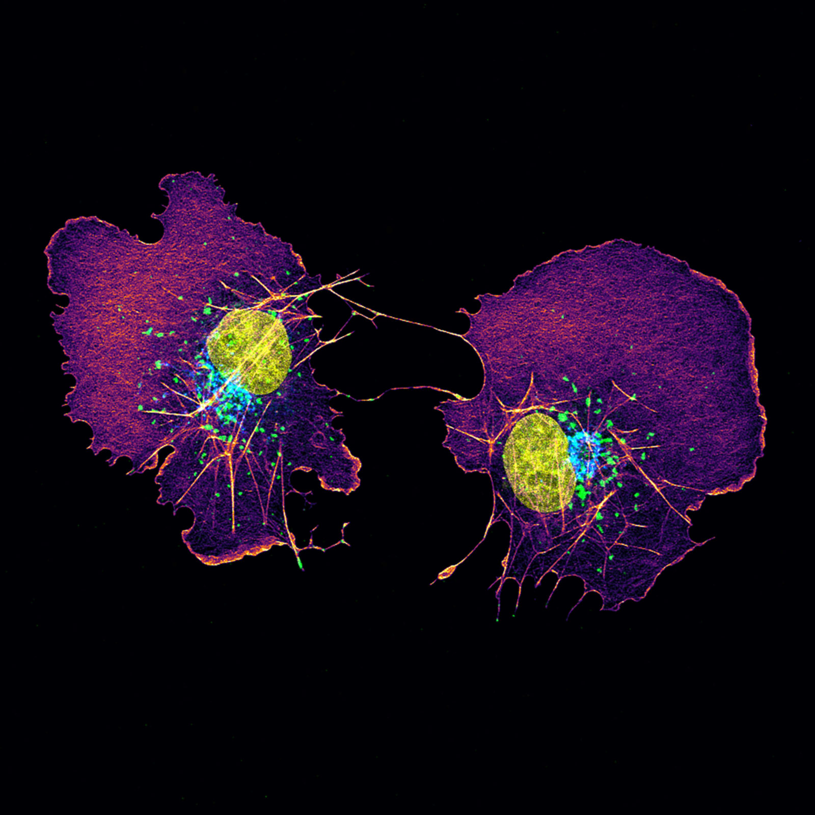 African green monkey kidney cells | Nikon Small World