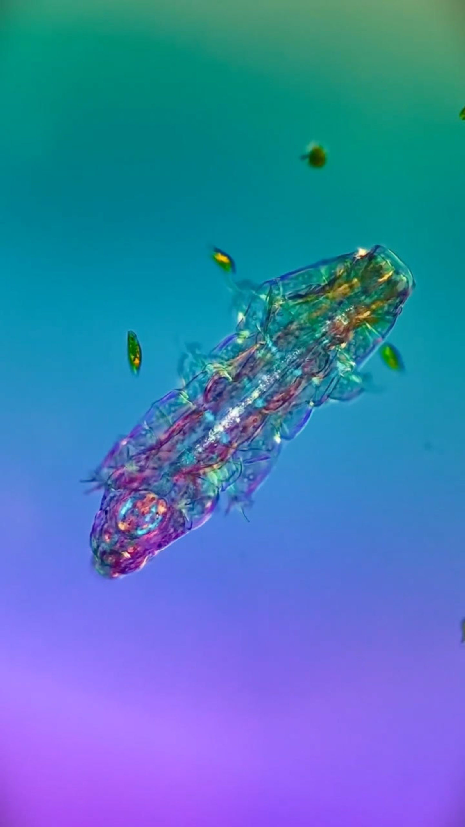 Holographic Milnesium tardigrade with Euglena viridis | Nikon Small World