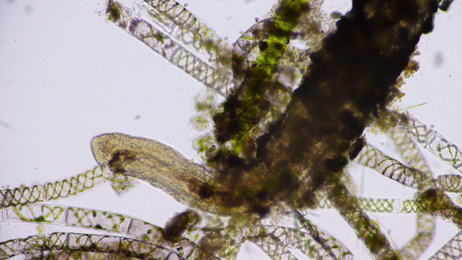Annelid worm feeding on Spirogyra algae | Nikon Small World
