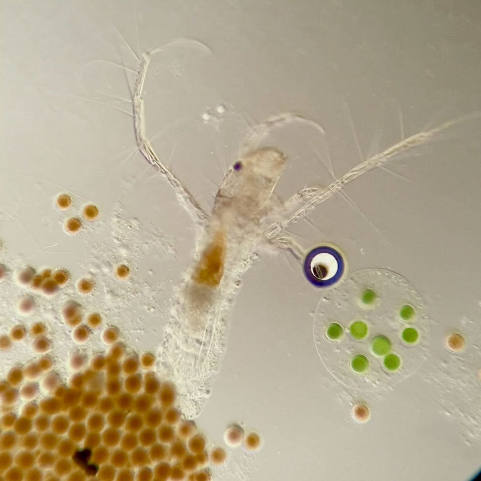 Aquatic larva balancing an air bubble next to a volvox algae | Nikon ...