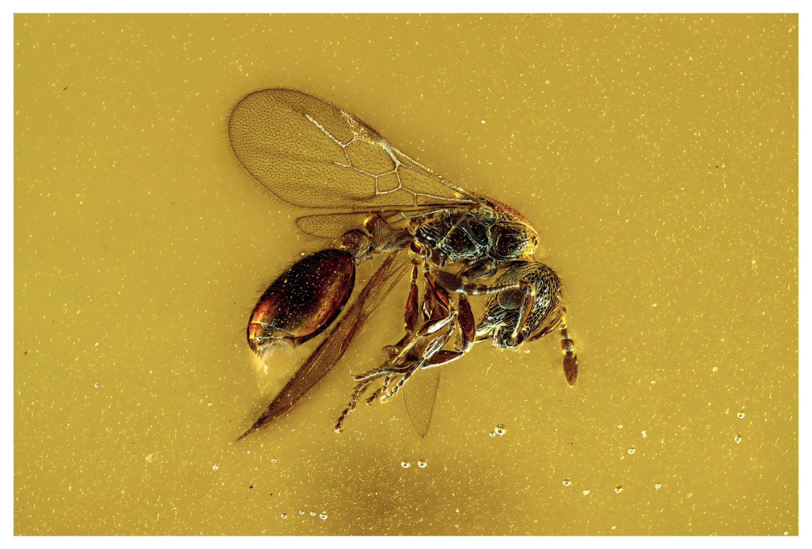 Winged ant encased in approximately 20 million-year-old Dominican amber ...