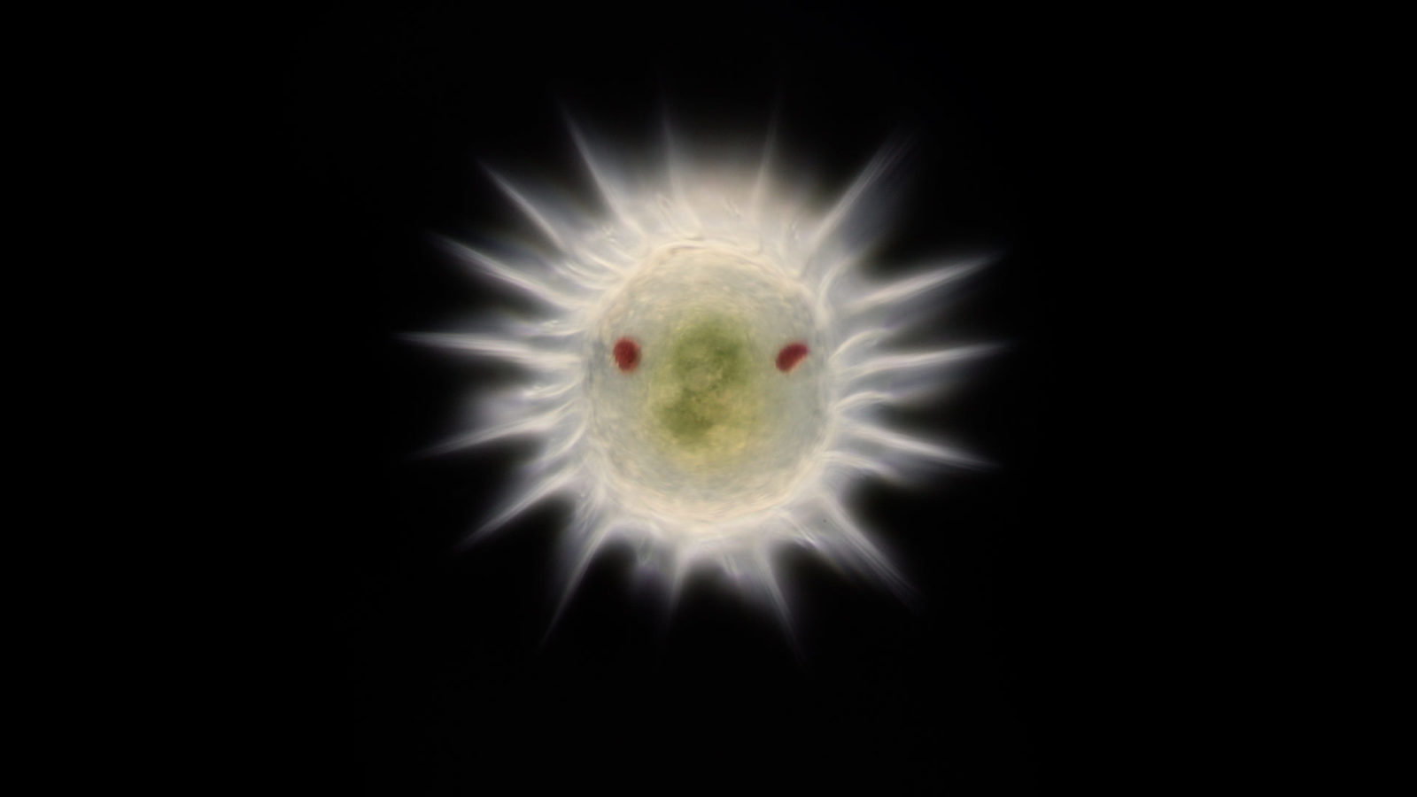 Marine plankton (Phyllodoce maculata) larva | Nikon Small World