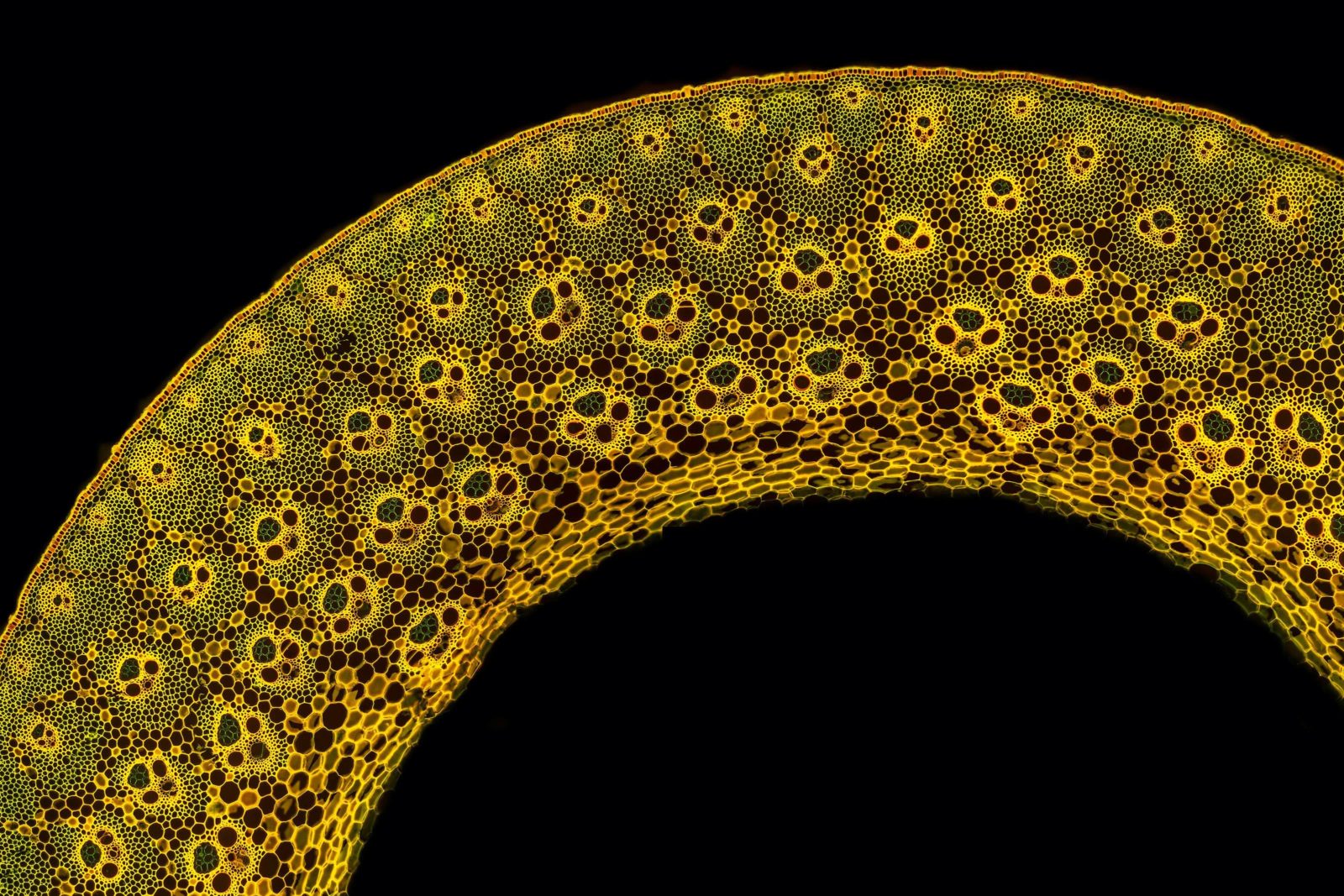 Young stem of garden bamboo | Nikon Small World