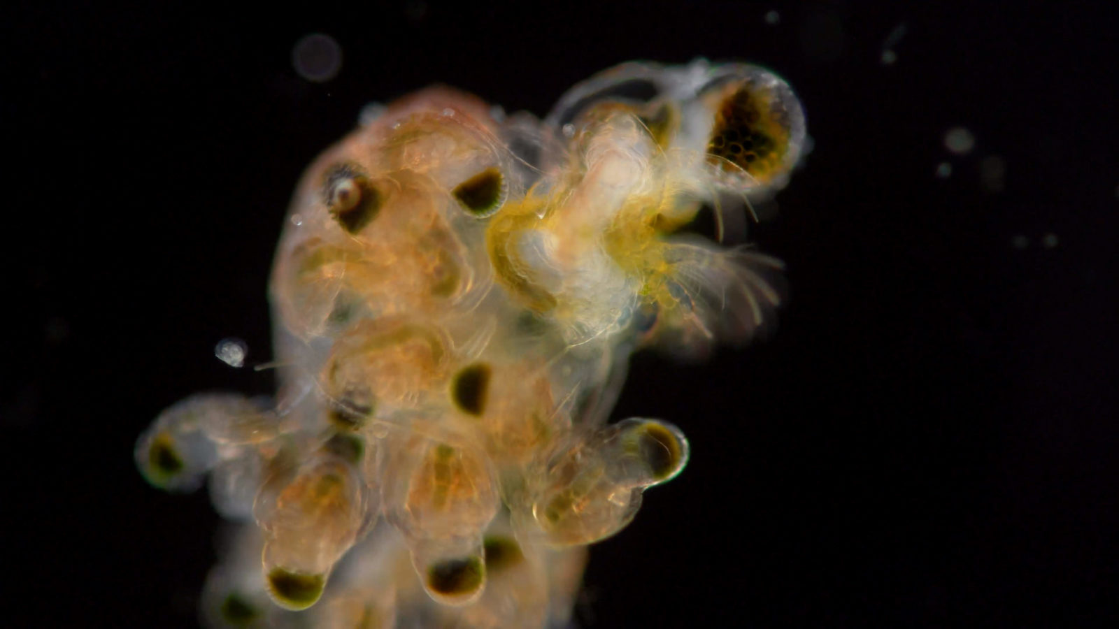 Water flea (Polyphemus pediculus) giving birth | Nikon Small World